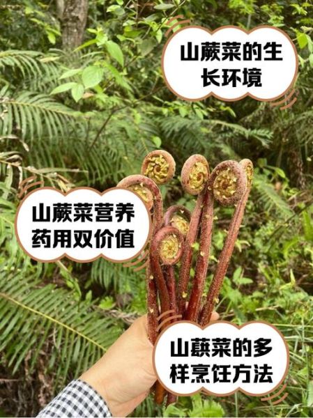 山蕨菜图片_如何辨别真假山蕨菜-第1张图片-山城妙识