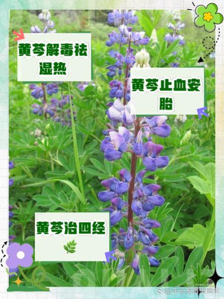 黄芩汤组成是什么_黄芩汤功效与作用-第1张图片-山城妙识