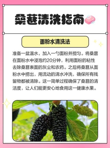 桑葚怎么洗才能干净_桑葚清洗的正确方法-第1张图片-山城妙识