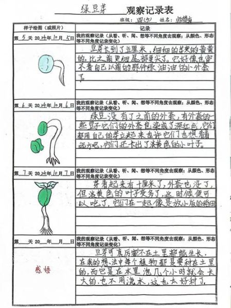 绿豆发芽需要几天_绿豆发芽七天变化图-第1张图片-山城妙识