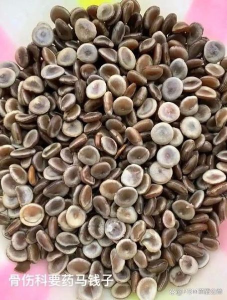 马钱子粉的功效与作用_马钱子粉怎么用才安全-第2张图片-山城妙识 马钱子粉的功效与作用_马钱子粉怎么用才安全-第2张图片-山城妙识