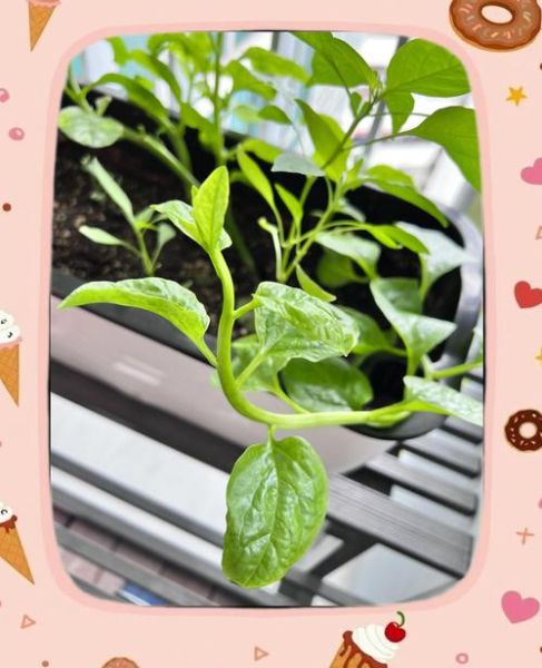 木耳菜怎么种_木耳菜种植时间和方法-第1张图片-山城妙识