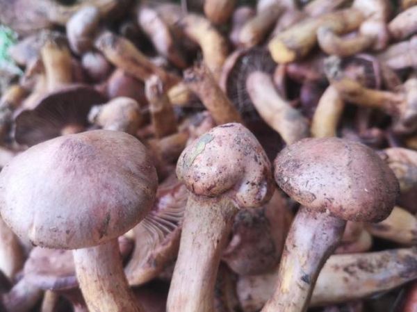 肉蘑多少钱一斤_肉蘑价格行情-第2张图片-山城妙识 肉蘑多少钱一斤_肉蘑价格行情-第2张图片-山城妙识