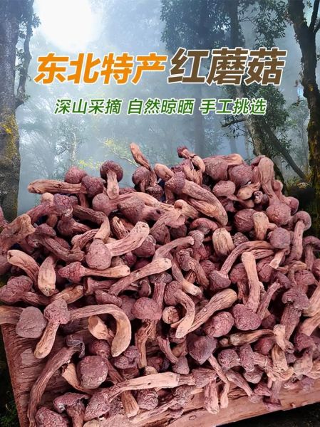 肉蘑多少钱一斤_肉蘑价格行情-第1张图片-山城妙识 肉蘑多少钱一斤_肉蘑价格行情-第1张图片-山城妙识