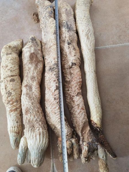 锁阳多少钱一斤_锁阳价格走势-第1张图片-山城妙识