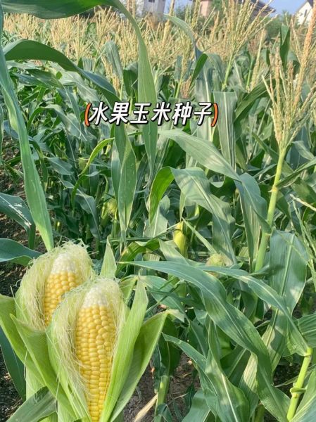 水果玉米种子哪个品种好_水果玉米种子什么品种好-第2张图片-山城妙识