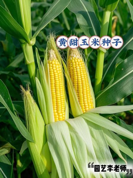 水果玉米种子哪个品种好_水果玉米种子什么品种好-第1张图片-山城妙识