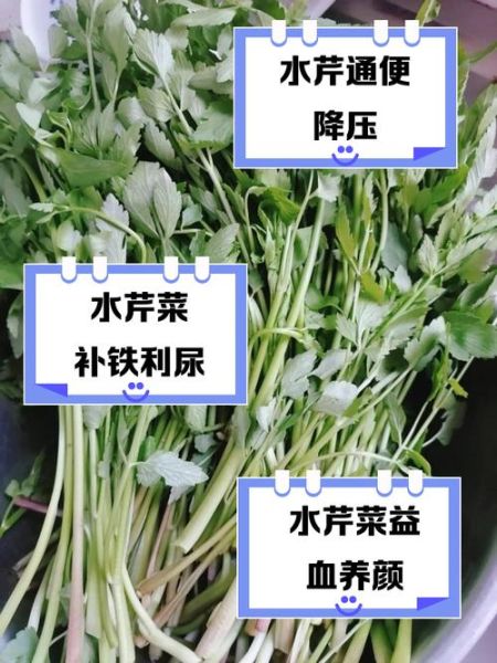 水芹菜的功效与作用_水芹菜怎么做好吃-第1张图片-山城妙识 水芹菜的功效与作用_水芹菜怎么做好吃-第1张图片-山城妙识