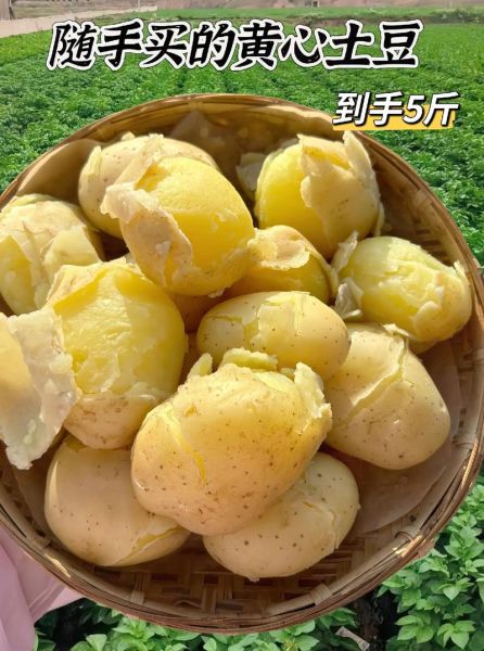 马铃薯图片大全_如何挑选高清马铃薯照片-第2张图片-山城妙识