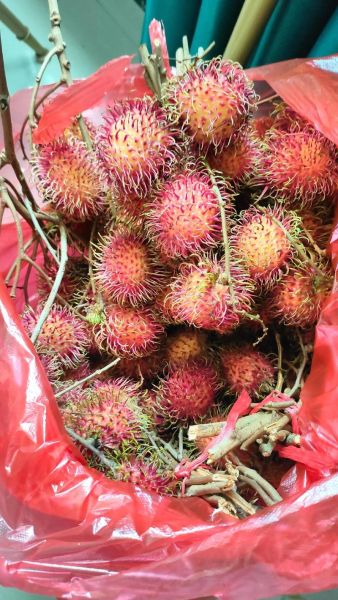 海南水果大全图片名称_有哪些热带水果值得收藏-第1张图片-山城妙识