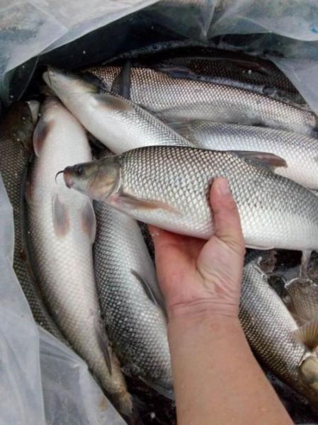 银鳕鱼多少钱一斤_银鳕鱼价格为什么差距大-第3张图片-山城妙识