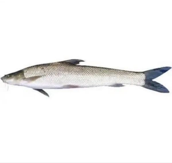 银鳕鱼多少钱一斤_银鳕鱼价格为什么差距大-第2张图片-山城妙识