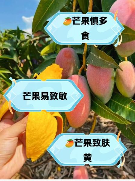 芒果一天吃五六个会怎么样_过量危害与正确吃法-第2张图片-山城妙识