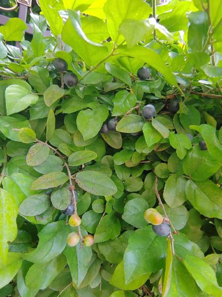 小果子是什么_小果子图片怎么拍好看-第3张图片-山城妙识 小果子是什么_小果子图片怎么拍好看-第3张图片-山城妙识