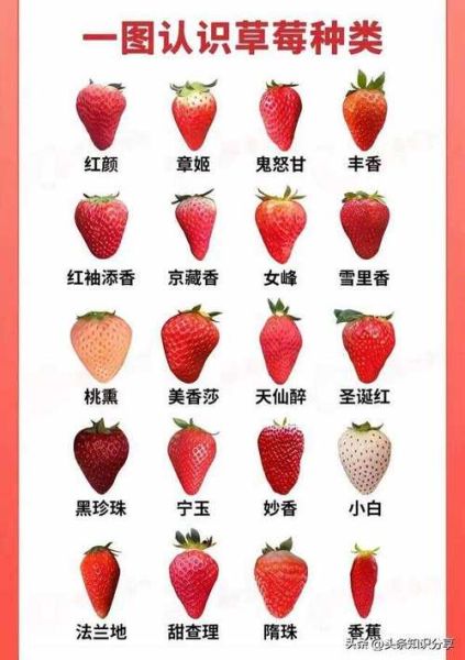 水果种类大全名字_哪些水果名字最冷门-第2张图片-山城妙识