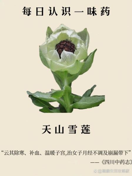 真正天山雪莲什么价_天山雪莲多少钱一克-第1张图片-山城妙识