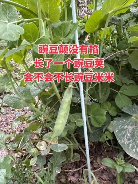 豌豆荚app下载官网在哪_豌豆荚官网下载安全吗-第3张图片-山城妙识