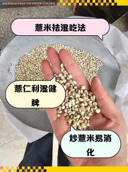 大薏米和小薏米的功效区别_哪种更适合祛湿-第3张图片-山城妙识