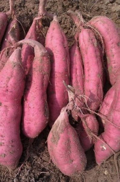 地瓜图片怎么区分品种_常见地瓜品种有哪些-第3张图片-山城妙识