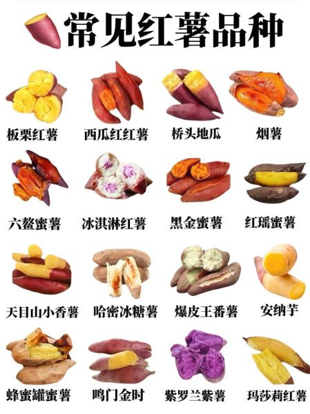 地瓜图片怎么区分品种_常见地瓜品种有哪些-第1张图片-山城妙识