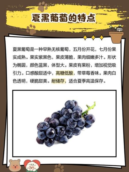 夏黑葡萄的缺点有哪些_夏黑葡萄为什么容易掉粒-第1张图片-山城妙识