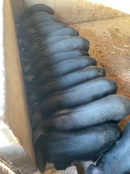 莱芜黑猪肉多少钱一斤_莱芜黑猪肉价格行情-第2张图片-山城妙识