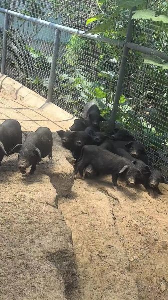 莱芜黑猪肉多少钱一斤_莱芜黑猪肉价格行情-第1张图片-山城妙识