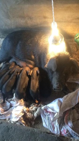 莱芜黑猪肉多少钱一斤_莱芜黑猪肉价格行情-第3张图片-山城妙识