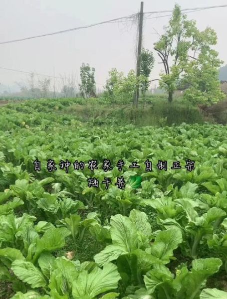 梅菜在北方叫什么菜_梅干菜和雪里蕻区别-第2张图片-山城妙识