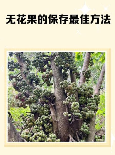 冻无花果怎么保存_冻无花果怎么吃-第3张图片-山城妙识