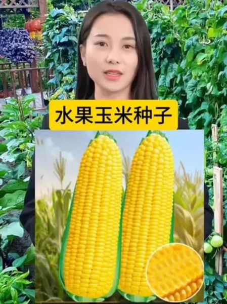 水果玉米怎么种_水果玉米种植技术与管理-第3张图片-山城妙识