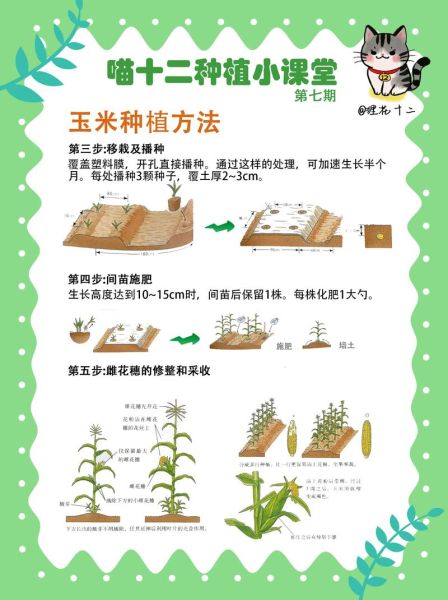 水果玉米怎么种_水果玉米种植技术与管理-第2张图片-山城妙识