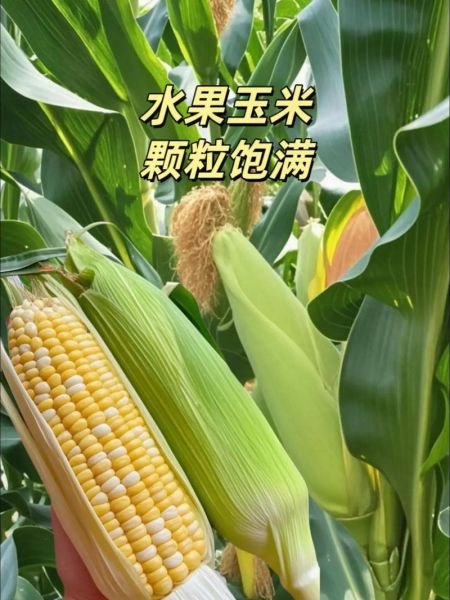 水果玉米怎么种_水果玉米种植技术与管理-第1张图片-山城妙识