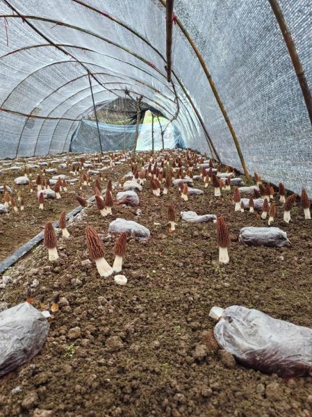 洋菇图片怎么拍_洋菇高清图鉴哪里找-第2张图片-山城妙识 洋菇图片怎么拍_洋菇高清图鉴哪里找-第2张图片-山城妙识