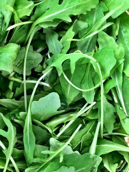 雪里红北方几月份种植_雪里红种植时间-第1张图片-山城妙识