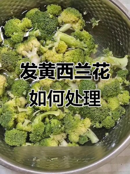 西兰花发黄掉籽还能吃吗_如何挑选新鲜西兰花-第1张图片-山城妙识 西兰花发黄掉籽还能吃吗_如何挑选新鲜西兰花-第1张图片-山城妙识