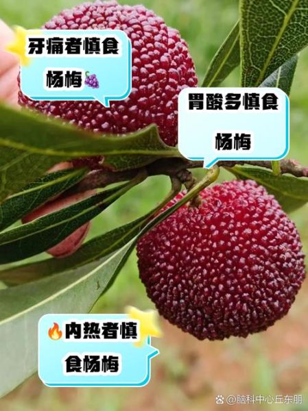 杨梅吃多了对身体有什么影响_一天最多吃几颗-第1张图片-山城妙识
