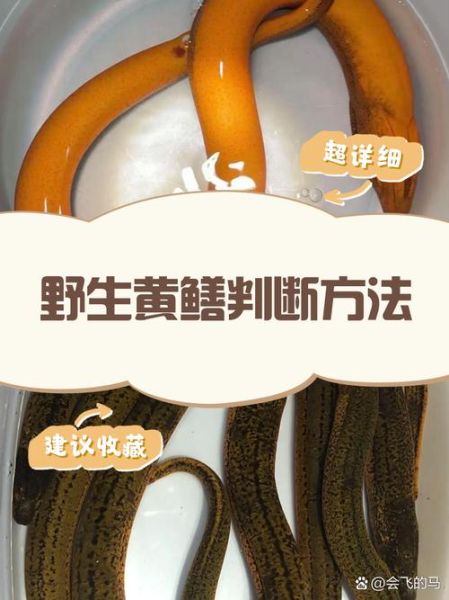 黄鳝性别怎么区分_黄鳝公母辨别方法-第2张图片-山城妙识