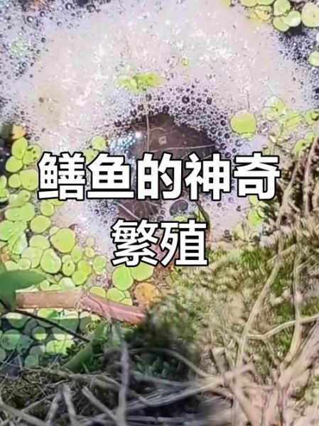 黄鳝性别怎么区分_黄鳝公母辨别方法-第1张图片-山城妙识