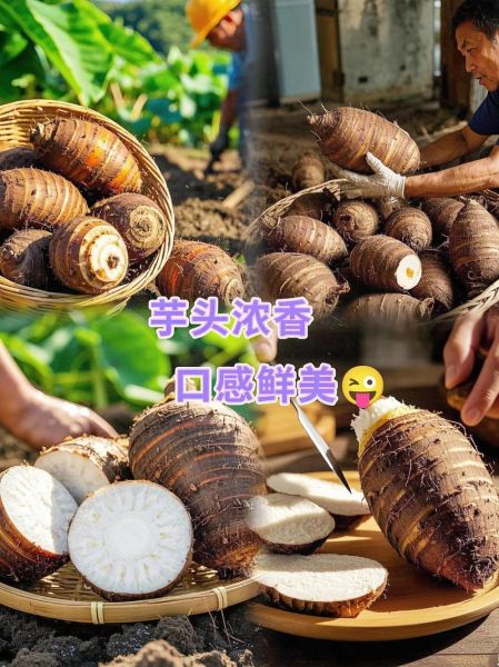 广西荔浦芋头种植技术_荔浦芋头高产秘诀-第3张图片-山城妙识