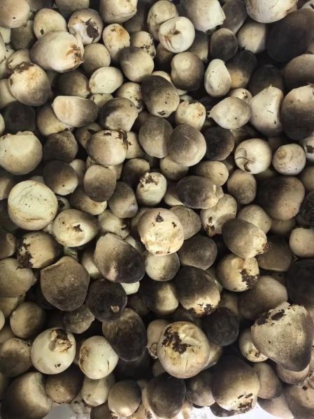 草菇一亩地产量多少_草菇亩产能达到多少斤-第2张图片-山城妙识 草菇一亩地产量多少_草菇亩产能达到多少斤-第2张图片-山城妙识