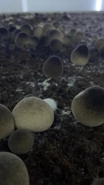 草菇一亩地产量多少_草菇亩产能达到多少斤-第3张图片-山城妙识 草菇一亩地产量多少_草菇亩产能达到多少斤-第3张图片-山城妙识