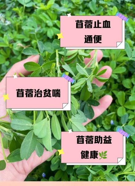 苜蓿叶怎么吃_苜蓿叶的功效与作用-第1张图片-山城妙识