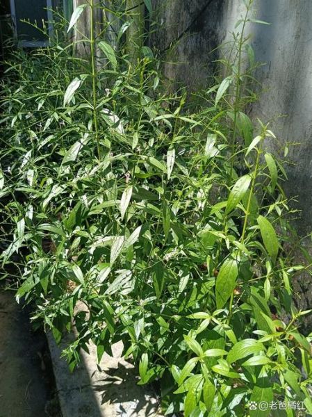 穿心莲什么时候开花_穿心莲花期多久-第1张图片-山城妙识