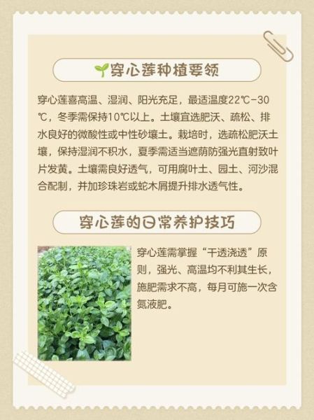 穿心莲什么时候开花_穿心莲花期多久-第2张图片-山城妙识