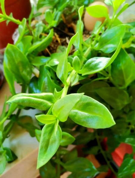 穿心莲什么时候开花_穿心莲花期多久-第3张图片-山城妙识