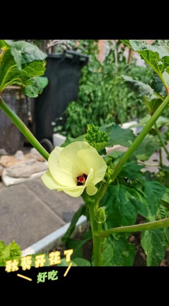 秋葵视频安卓下载安全吗_秋葵视频安卓下载最新版在哪找-第2张图片-山城妙识 秋葵视频安卓下载安全吗_秋葵视频安卓下载最新版在哪找-第2张图片-山城妙识