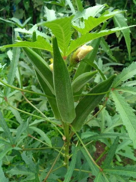 秋葵视频安卓下载安全吗_秋葵视频安卓下载最新版在哪找-第1张图片-山城妙识 秋葵视频安卓下载安全吗_秋葵视频安卓下载最新版在哪找-第1张图片-山城妙识