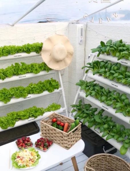 蔬菜品种大全_哪些蔬菜适合阳台种植-第1张图片-山城妙识