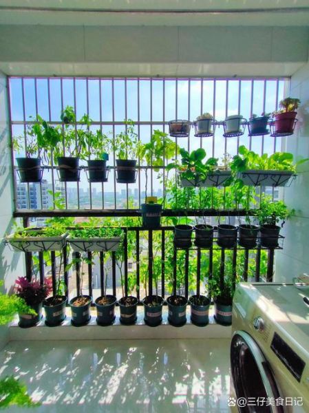 蔬菜品种大全_哪些蔬菜适合阳台种植-第2张图片-山城妙识
